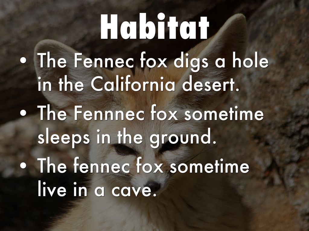 Fennec Fox by Edgar by Lynn Woodhead