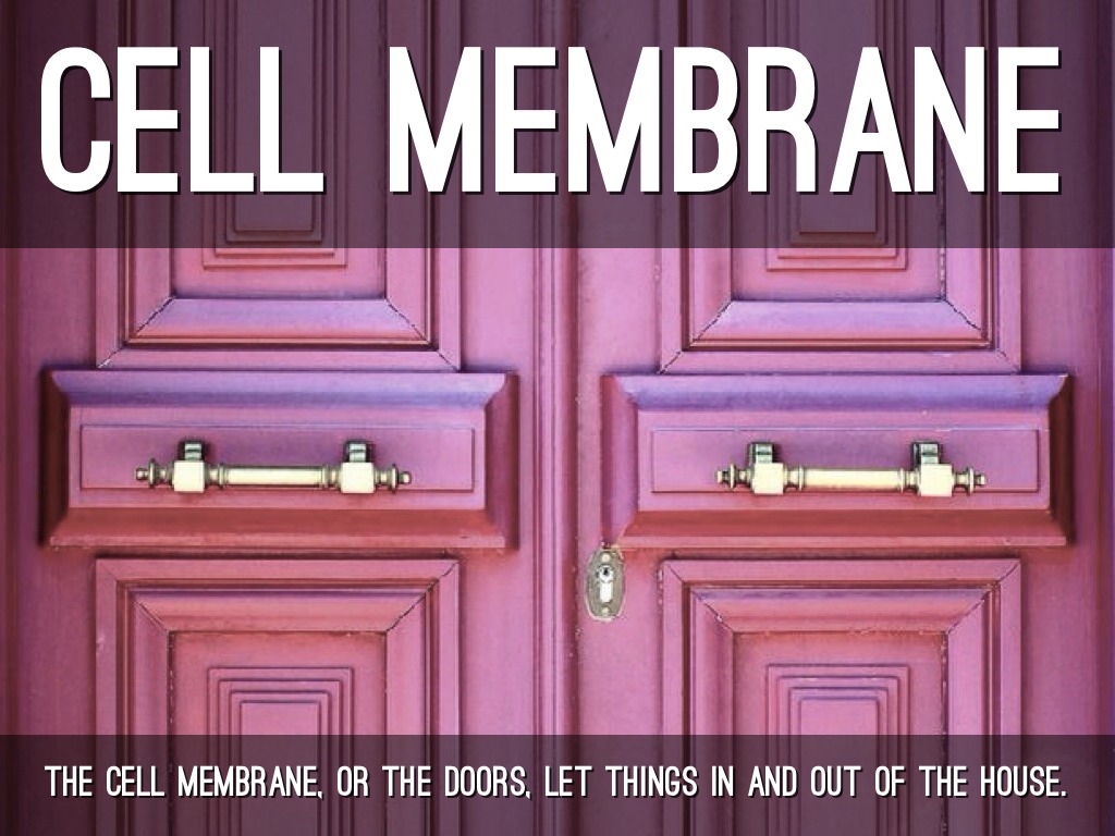 Cell Analogies by Sarah Kozberg