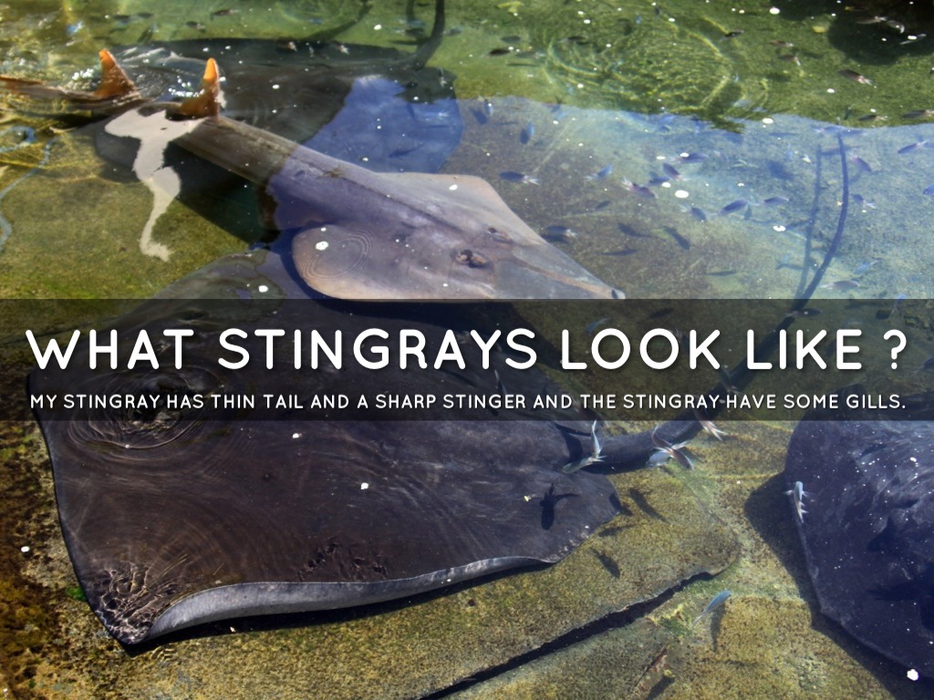 Stingrays by langstonlmc