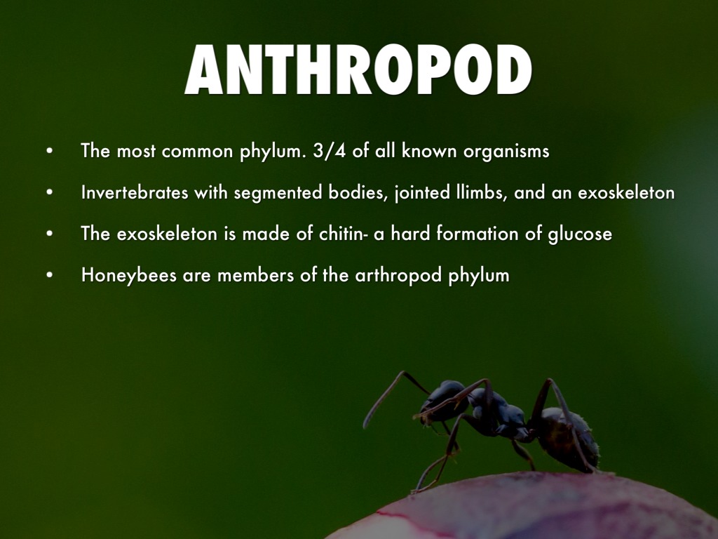 Honey Bee Phylum by mat24777