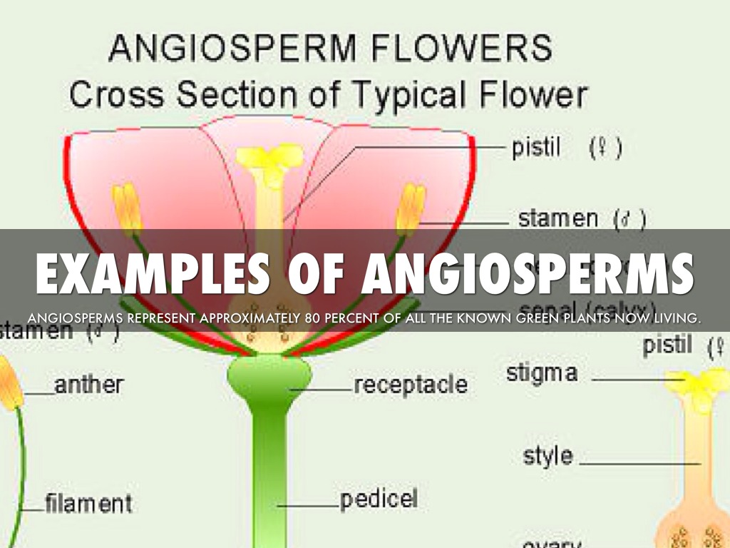 Wild Plants by Tyler Culpepper