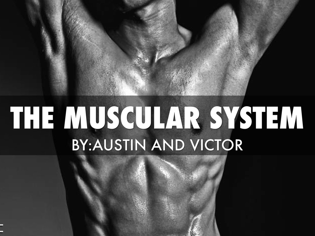Muscular Systems by jessica.ohanly