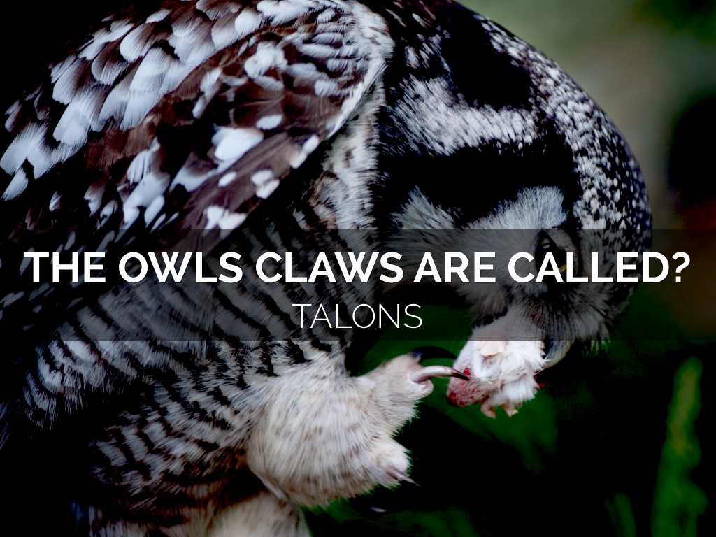 What Is Haiku Deck? by Allie Cristofori