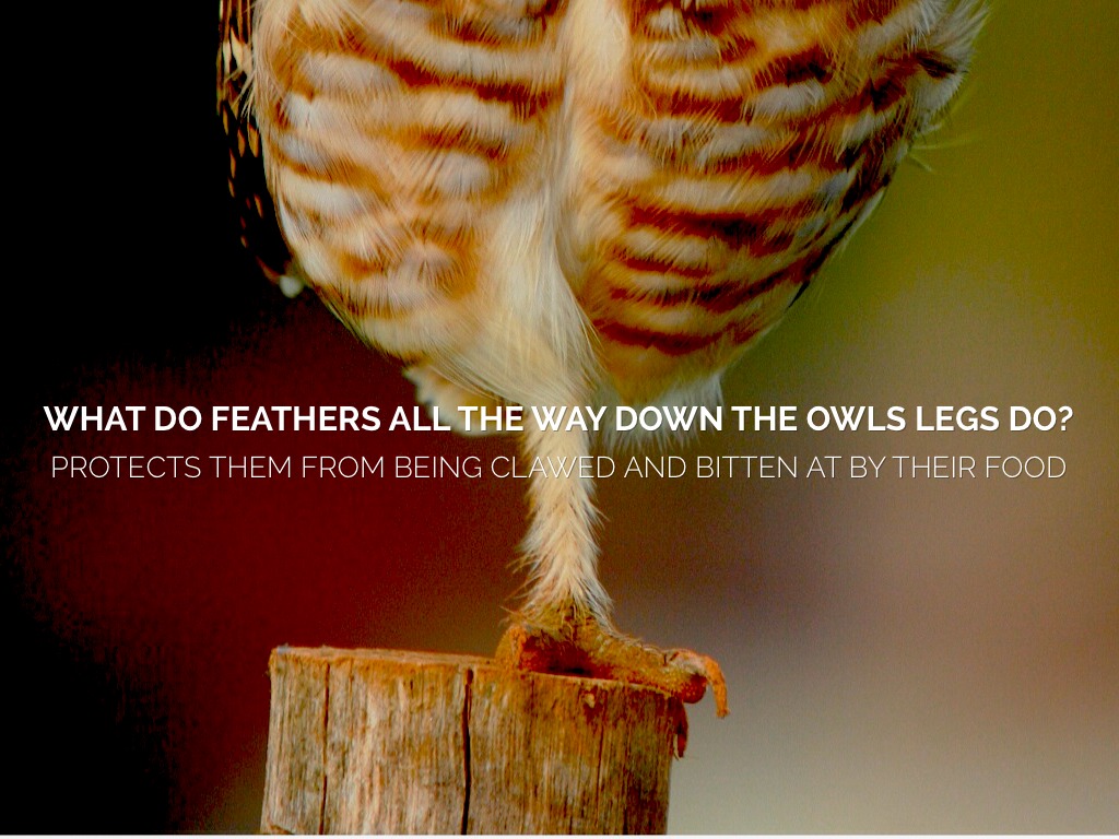 What Is Haiku Deck? by Allie Cristofori