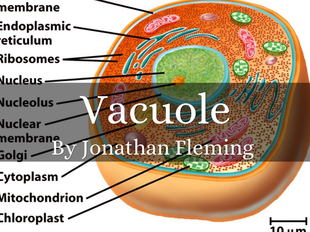 Vacuole Function Animal Cell Vacuole Function Animal Cell