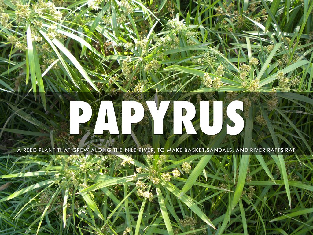 Chapter 2 Vocabulary by Darin Sisneros