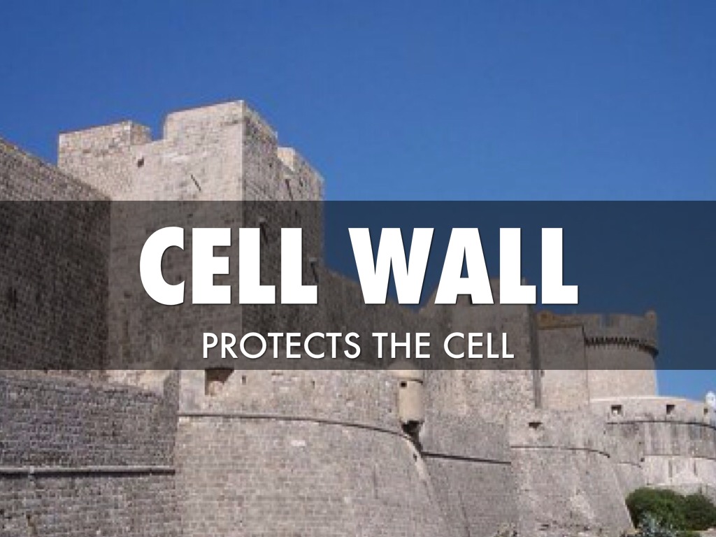 The Cell Is Like A Castle Rodriguez and Lujan Period 4