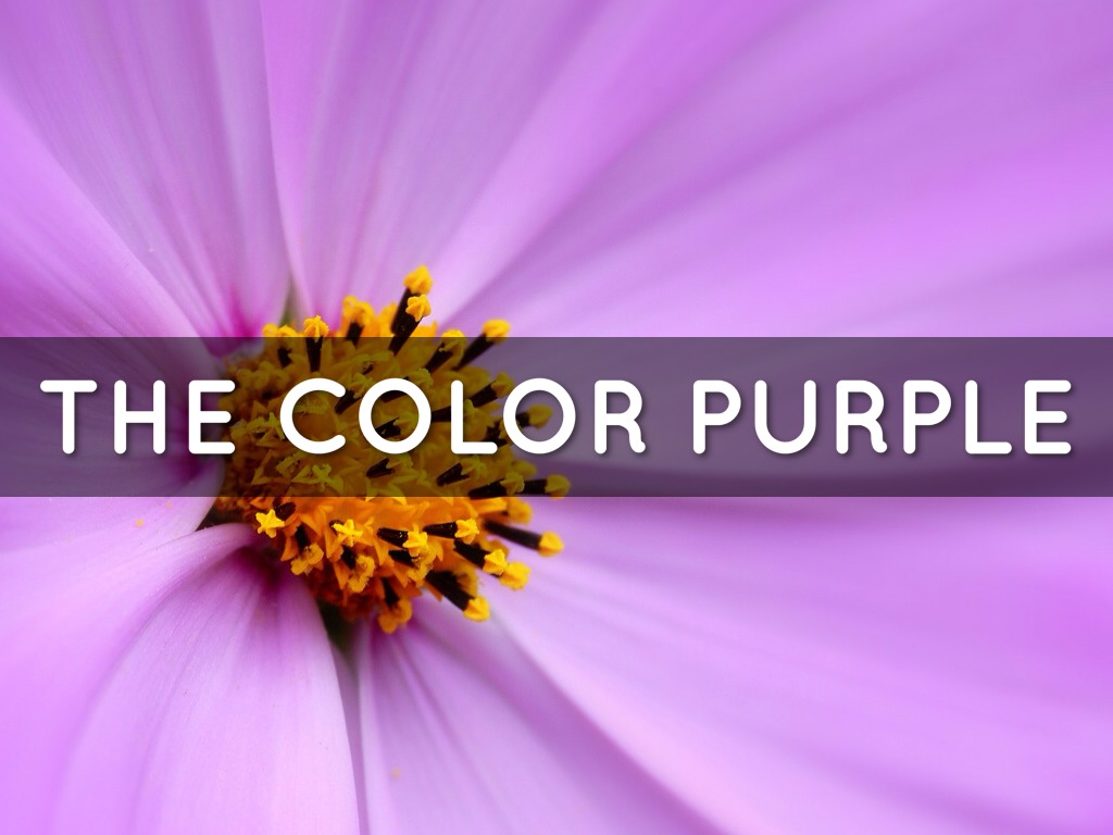 The Color Purple by Abby Curtis