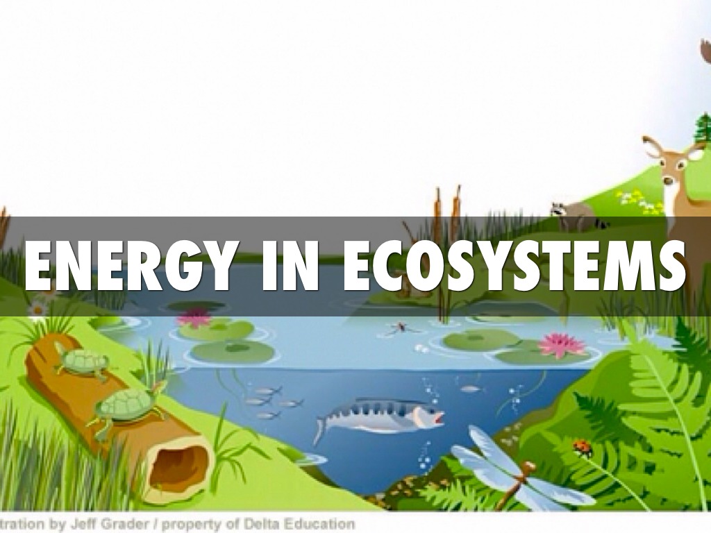 Energy In Ecosystems by Allison Puckett