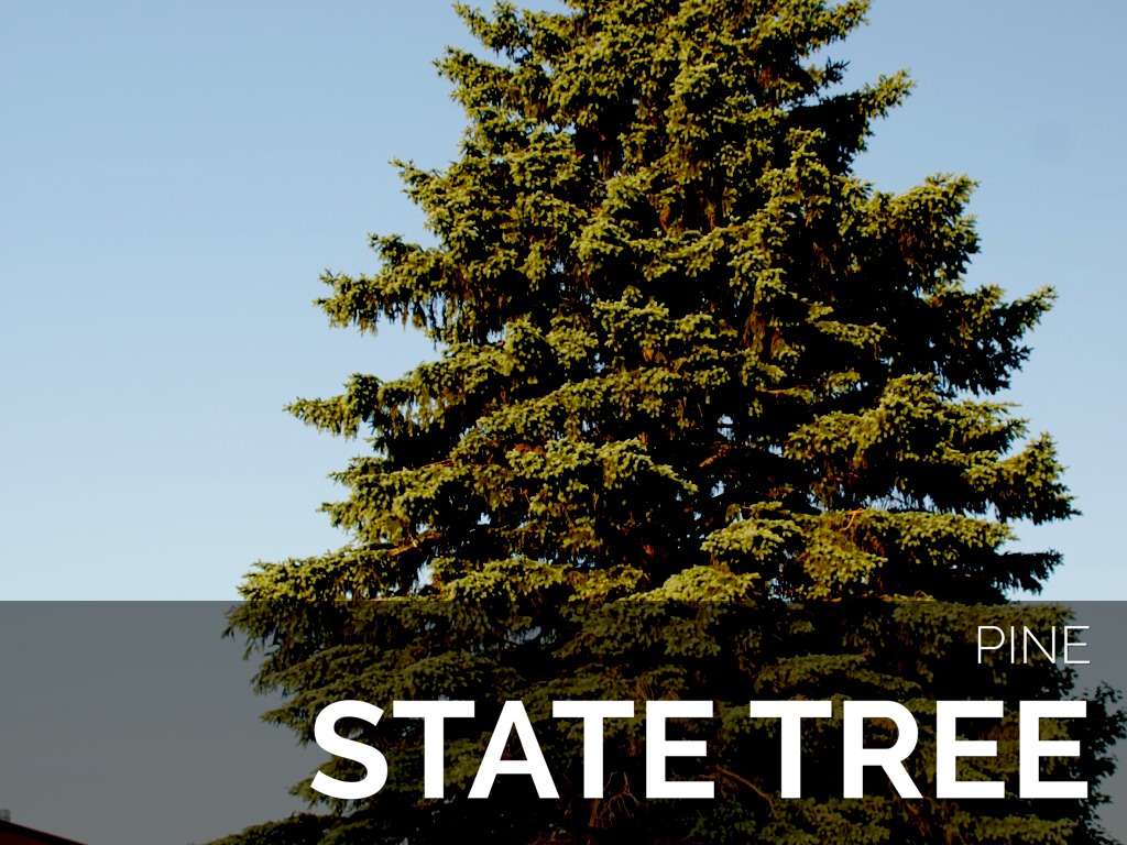 NC State Symbols By Caroline Grubbs