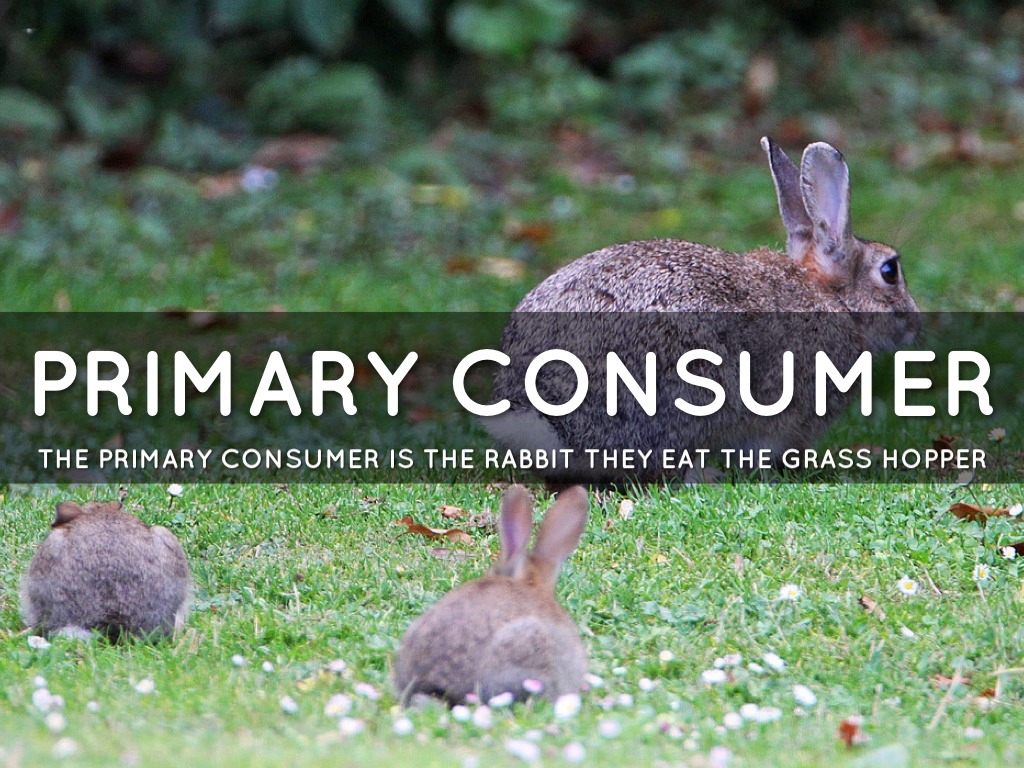 Primary Consumer