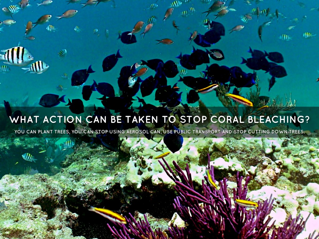 Coral Bleaching by 4hab Walker