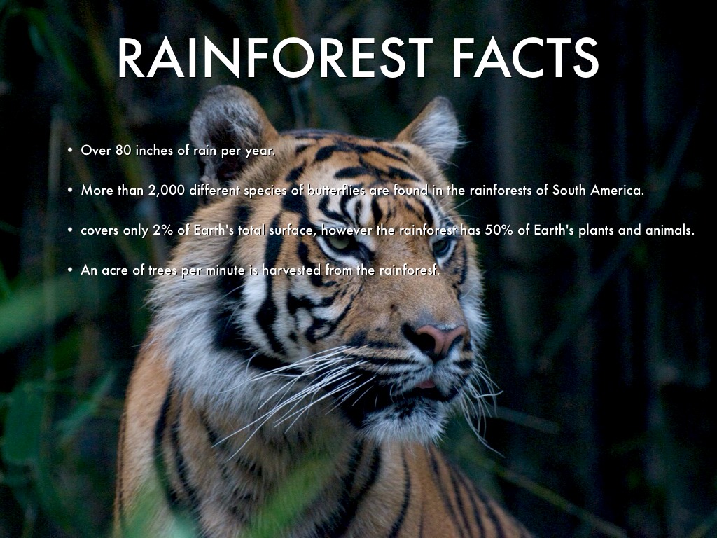 Rainforest Biomes By Erin O Rourke Rainforest Biomes By Erin O Rourke