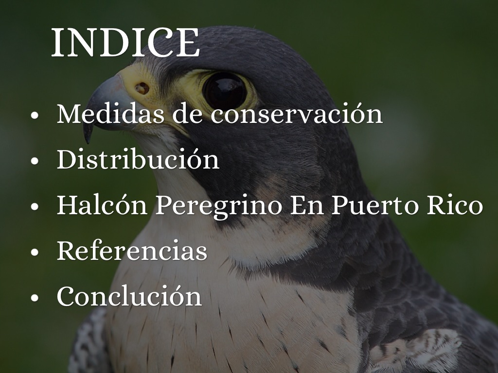 Trabajo De Pedro ( Halcón Peregrino ) by ecetfilms