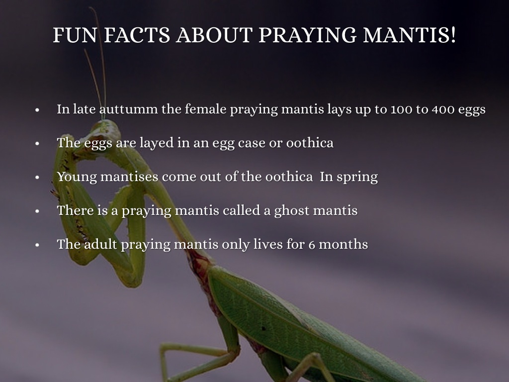 Praying Mantis & Pumpkins!by:Arpit,Adway,Rutvi,and