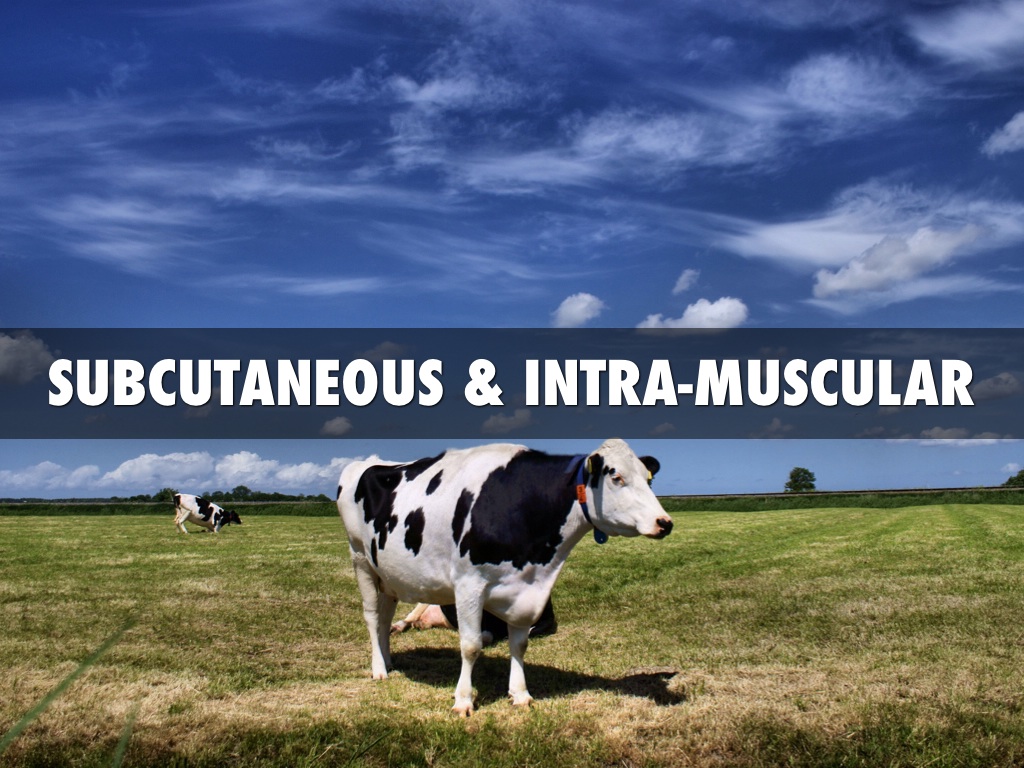 Sub Inter by Tyler Reitz