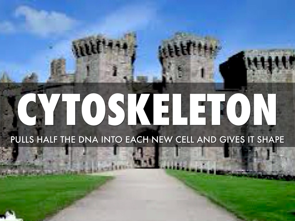 The Cell Is Like A Castle. Esquivel & Mallory Period 4