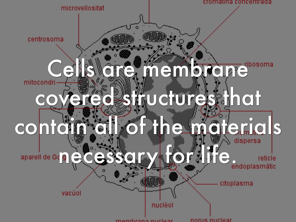 Plant Cell Vocabulary by Angie Stallbaumer