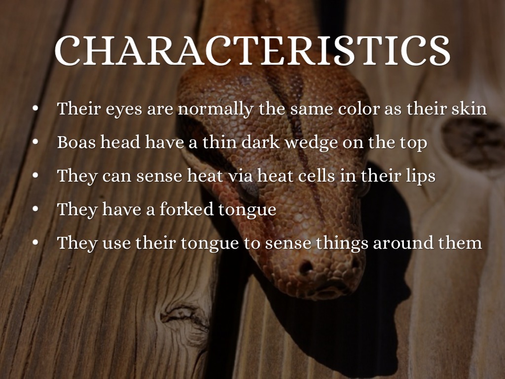 Snakes by Chase Puryear