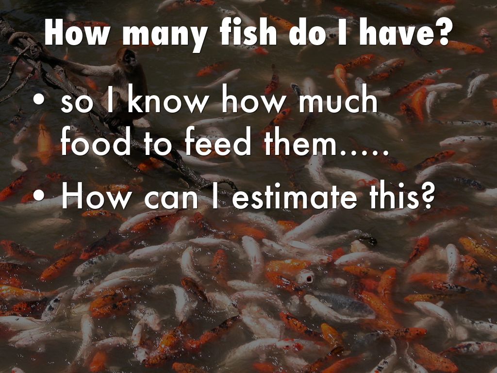How many fish do I have? by Michelle Doherty