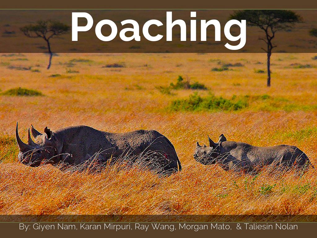 Poaching by Morgan Mato