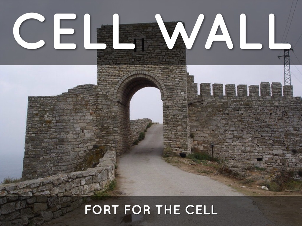 The Cell Is Like A Castle Khachikian And Safarian