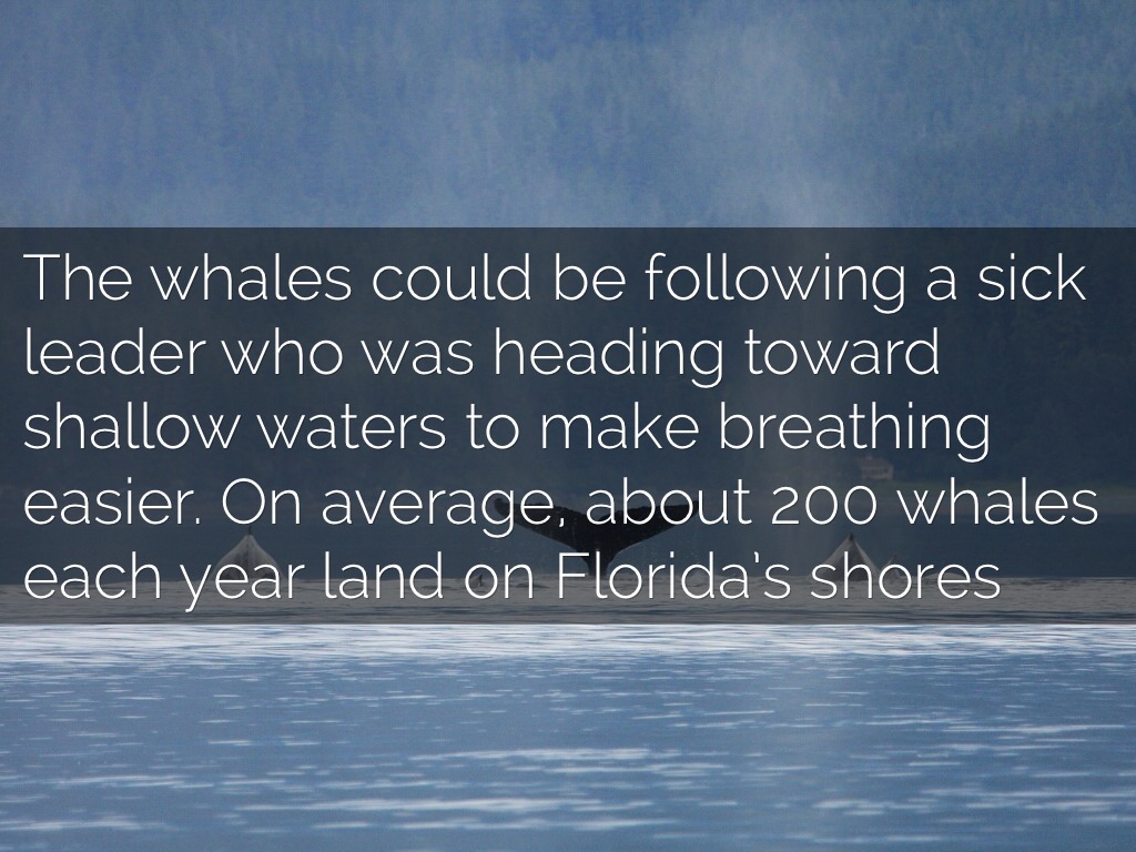 Power Point by Alex Seidman