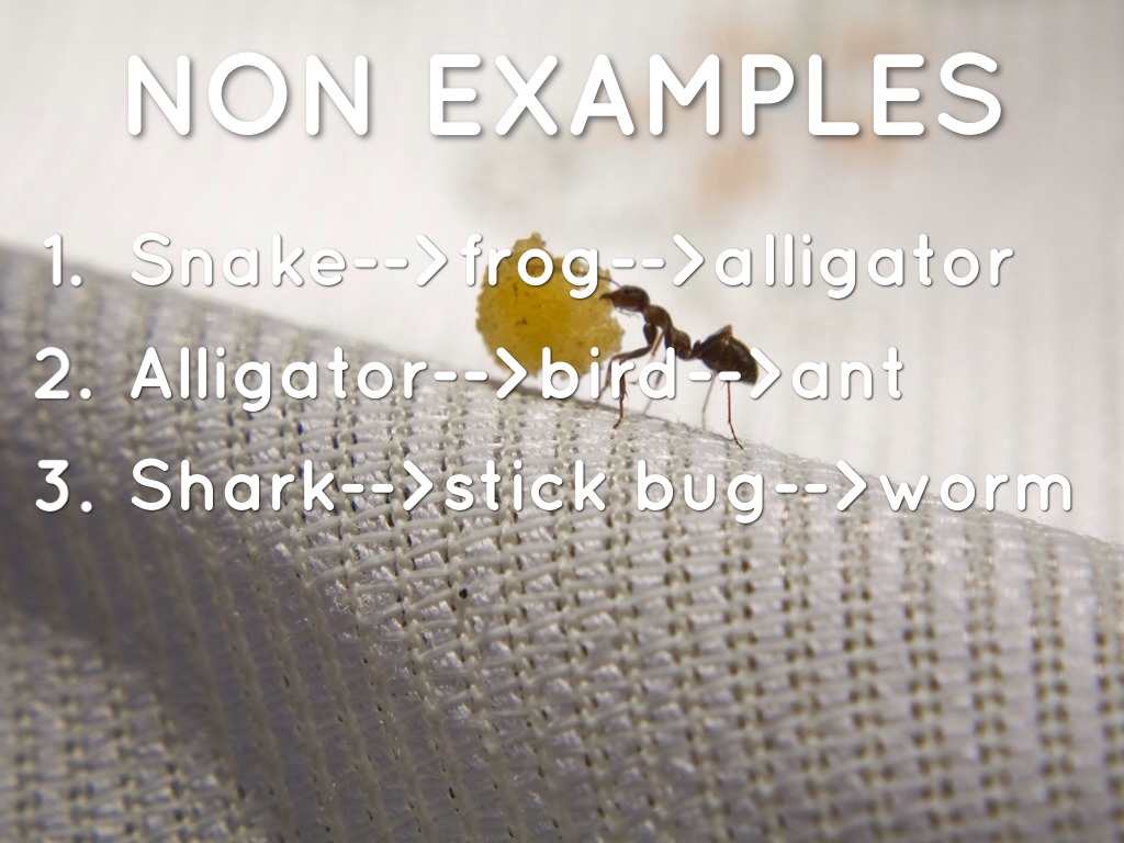 Food Chain by Yarnell McCray