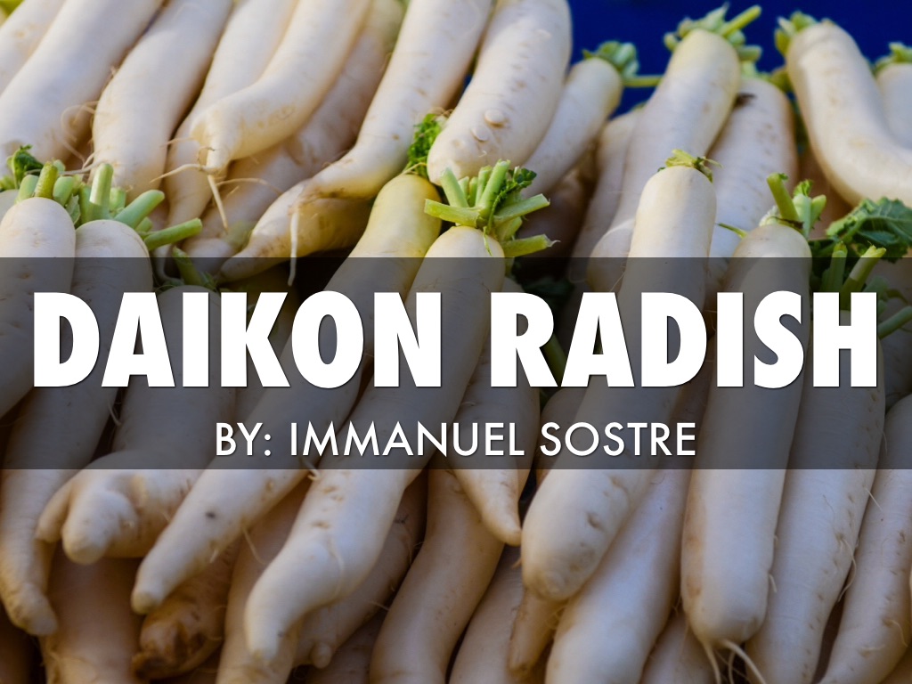 Daikon Radish