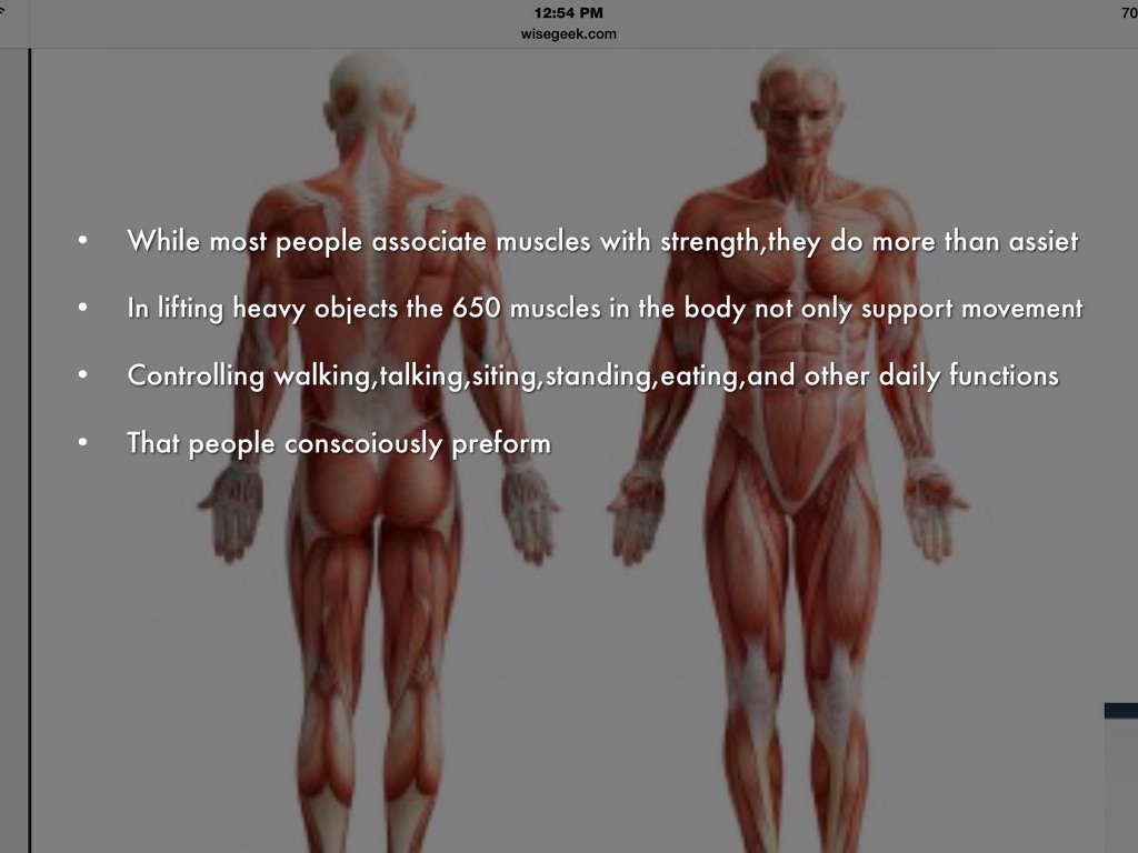 Body System Project By Dakota Ortega body-system-project-by-dakota-ortega