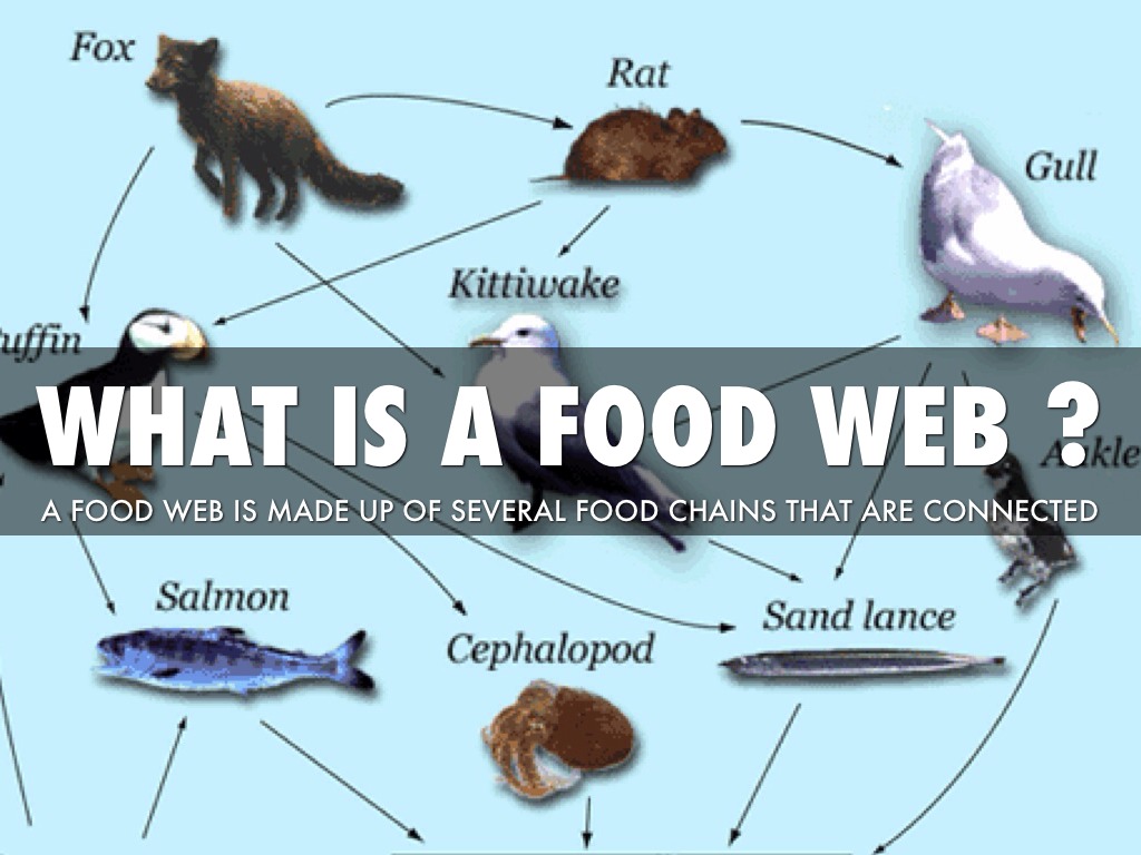 The Food Chain by Lori Lipchanskiy