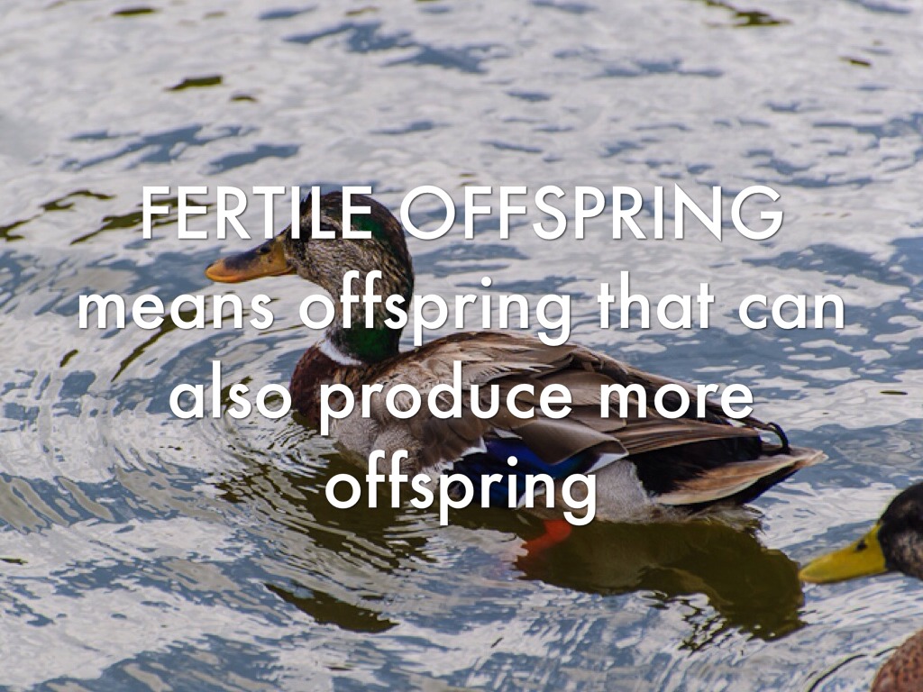 6_KimCasey_EvolutionSpeciationReview by ckim2467