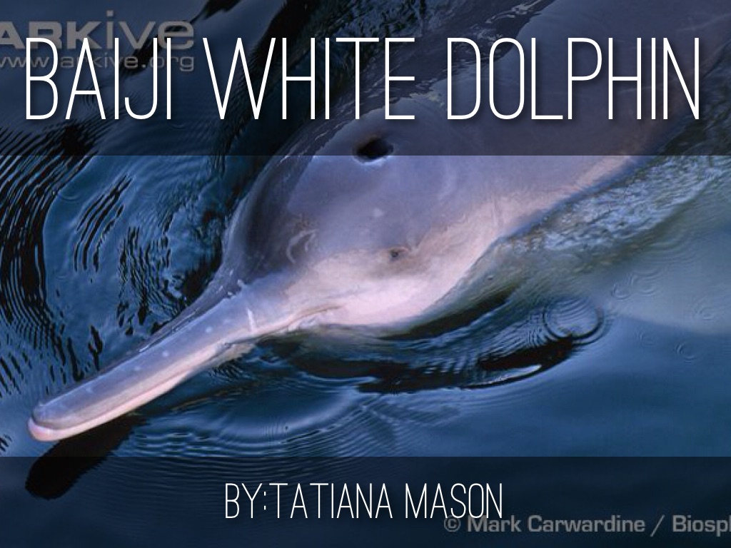 Copy of Untitled Haiku Deck by Tatyana Mason