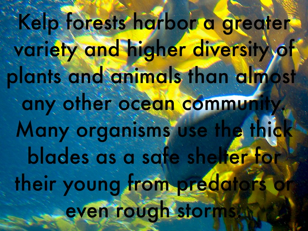 Kelp Project by Isac Martinez