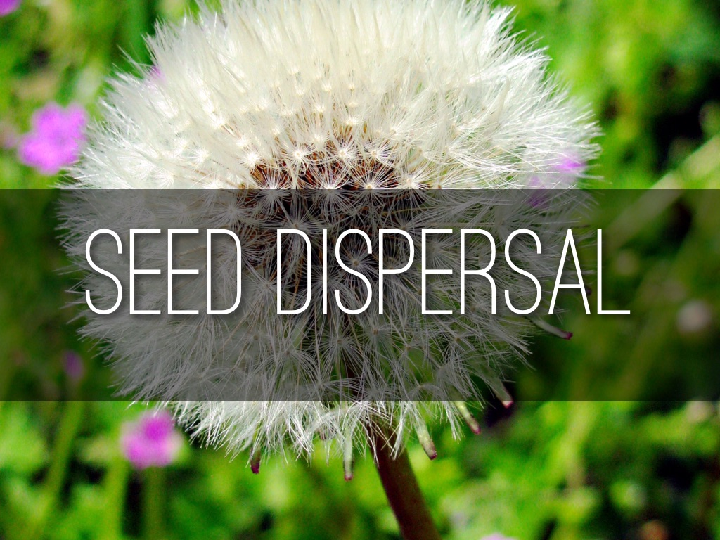 Seed Dispersal By Justin Grothe Seed Dispersal By Justin Grothe