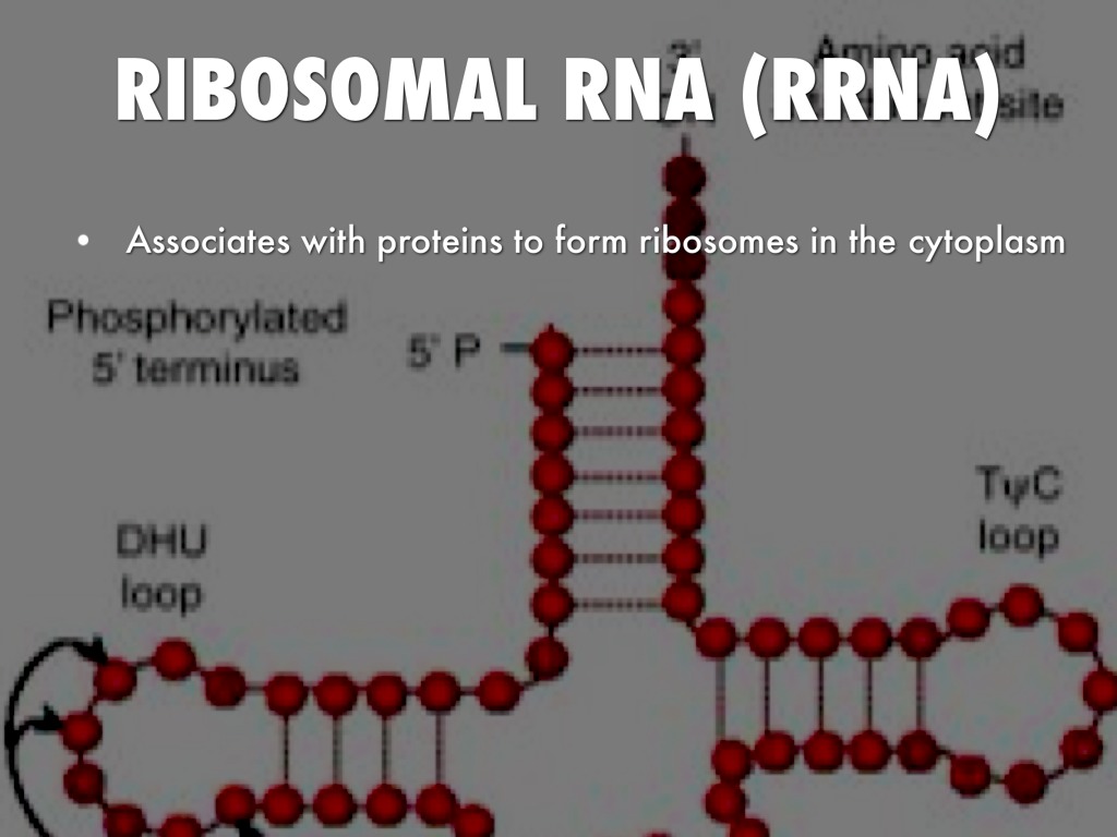 Biology Chp 12 by Alexis Helzer
