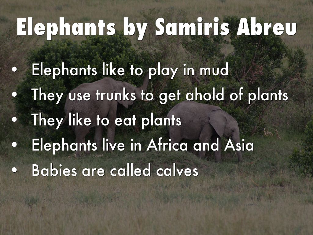 Elephants have large trunks and giant tusks. by austin.