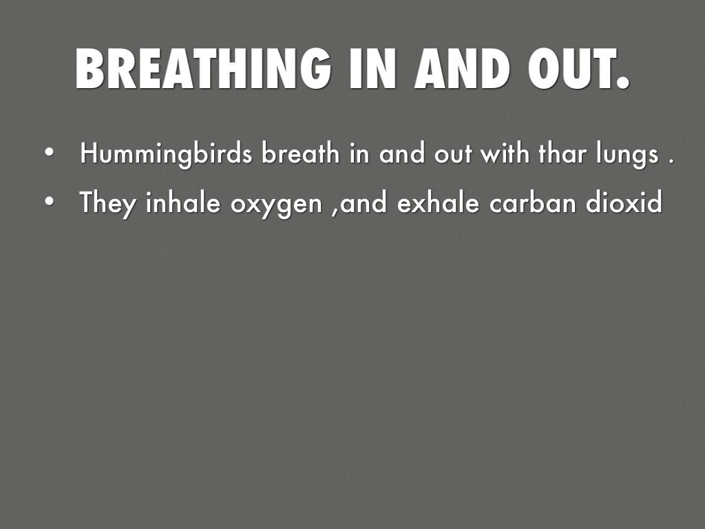 Lehmann Ruby-throughted Hummingbird by Libby Johnson