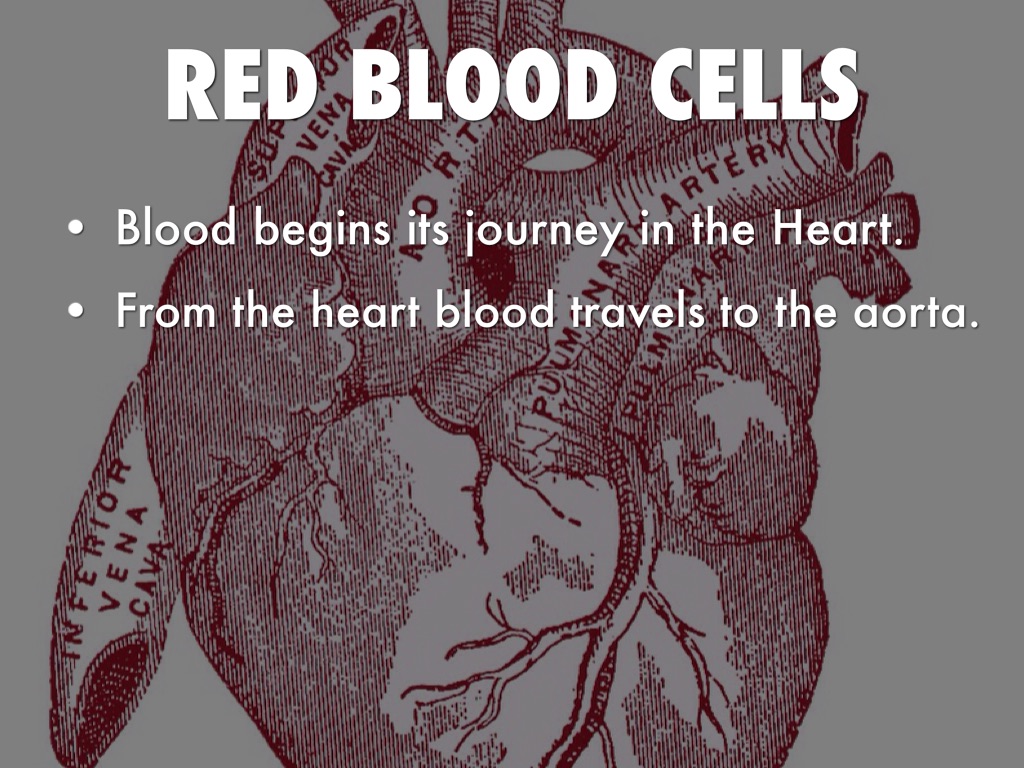 Travel Through The Urinary System by Caleb Forrest