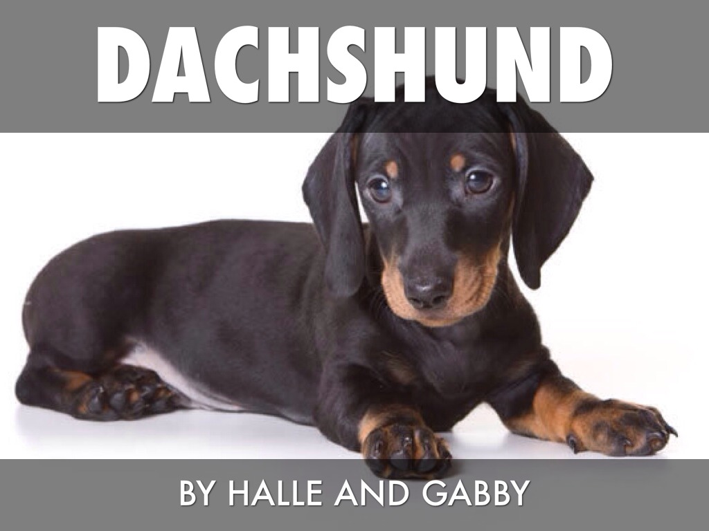 Dachshund by Halle Ortner