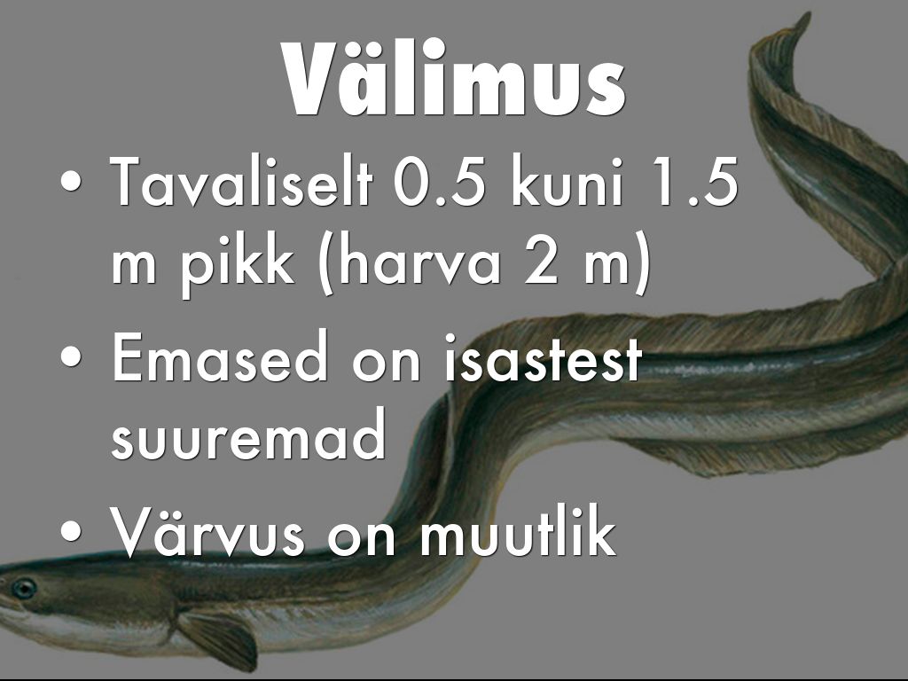 Angerjas by Kert Jalukse