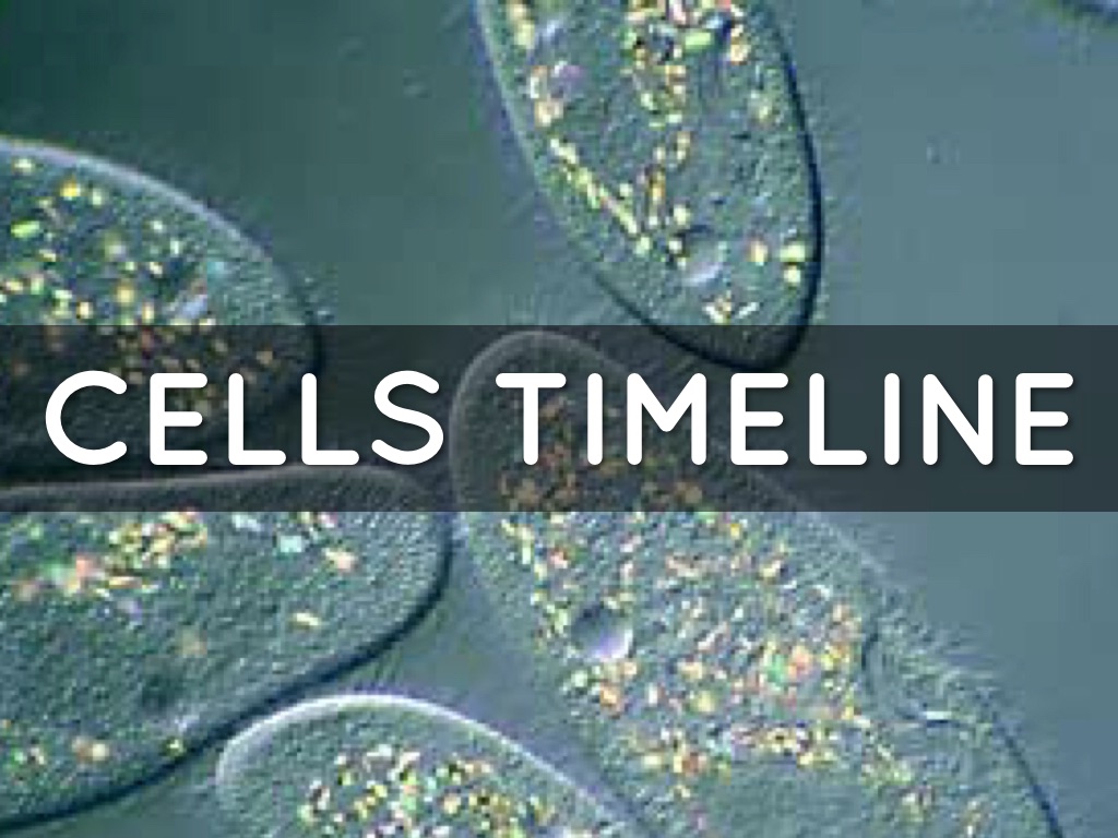 Cell-Time Line by rodriguezm5