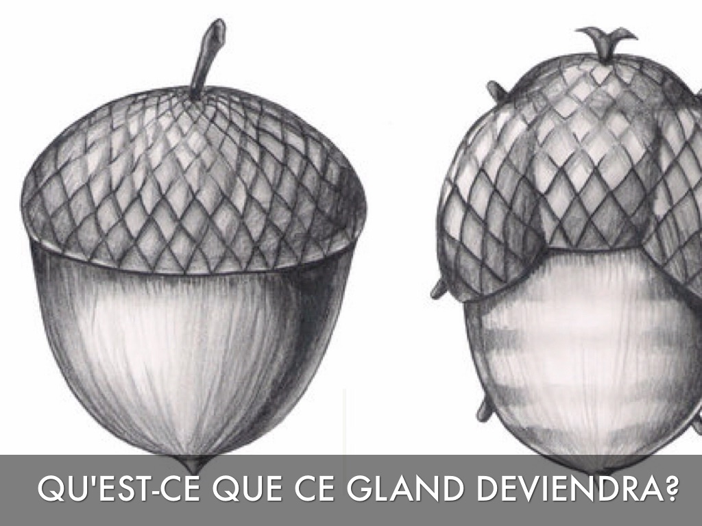 les beaux arts de métamorphose by Natasha Viens