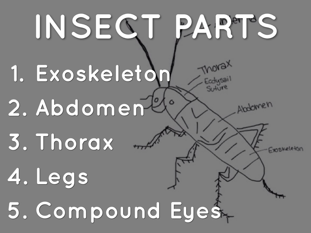 Insect Assessment by Chika Emeribenini