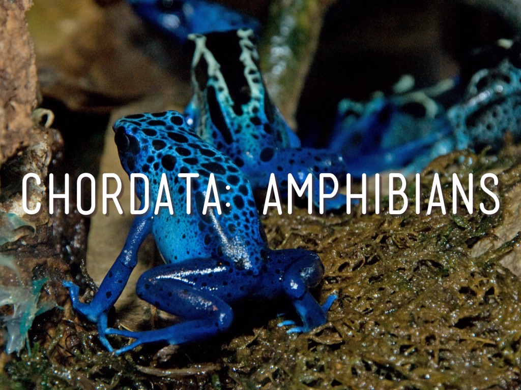 CHORDATA: Amphibians by Songnan Fang