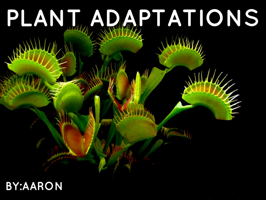 Plant Adaptations By SJE 4th Grade Cart Plant Adaptations By SJE 4th Grade Cart