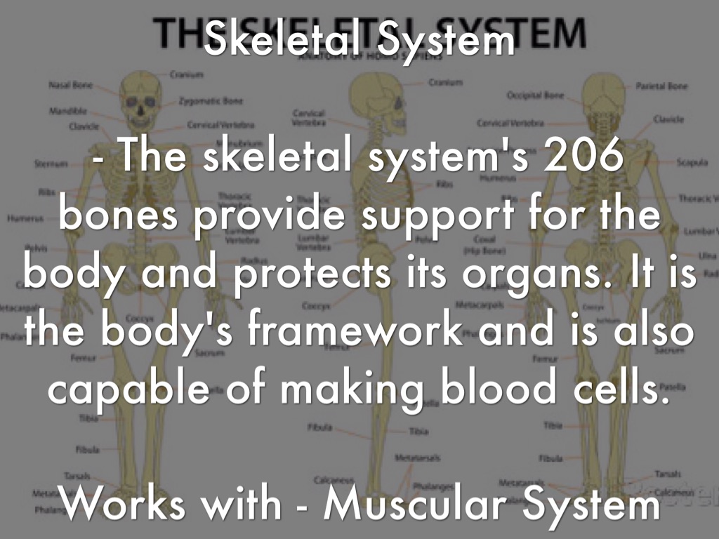 Systems Of The Human Body by Nathan Matous