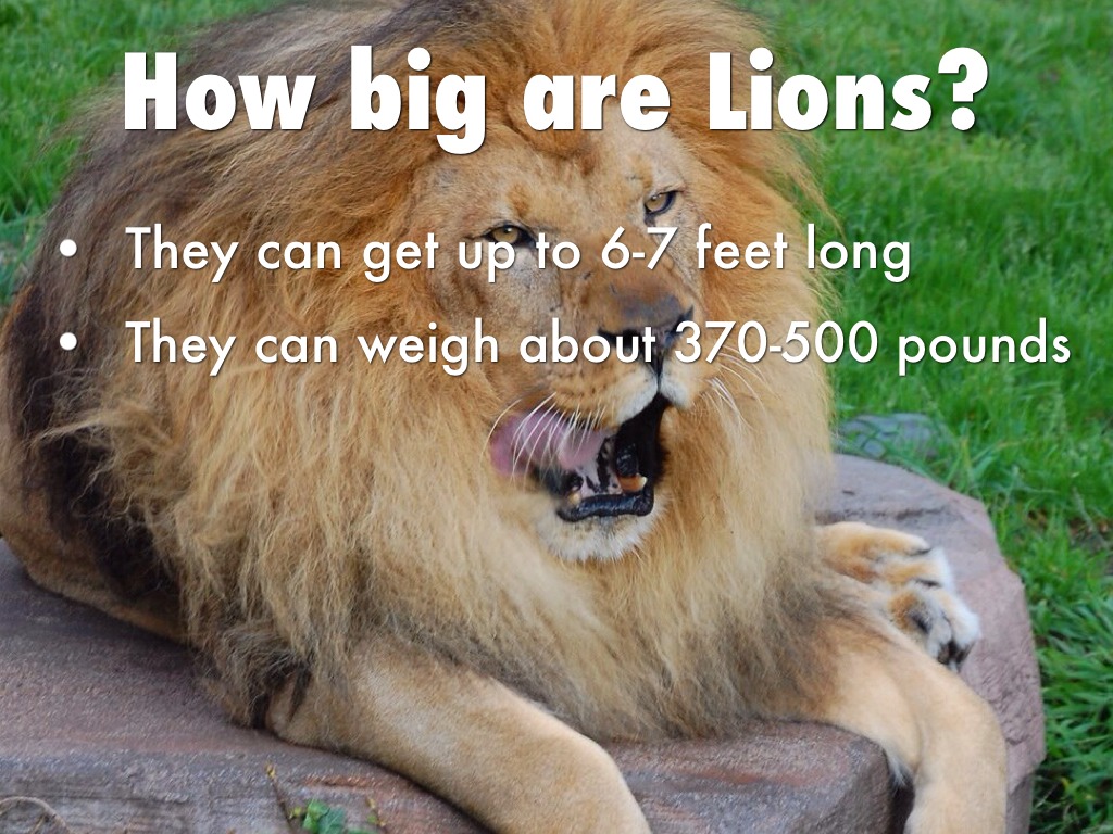 Lions by student3