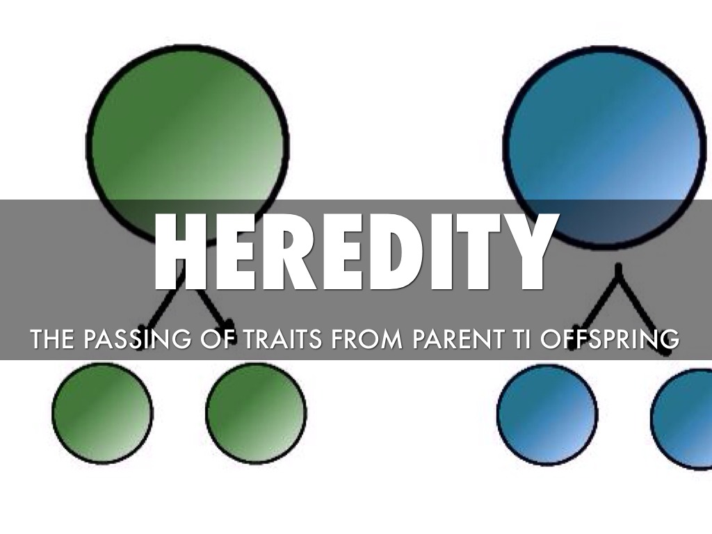 Genetic Flash Cards by Rashaunea Ambers