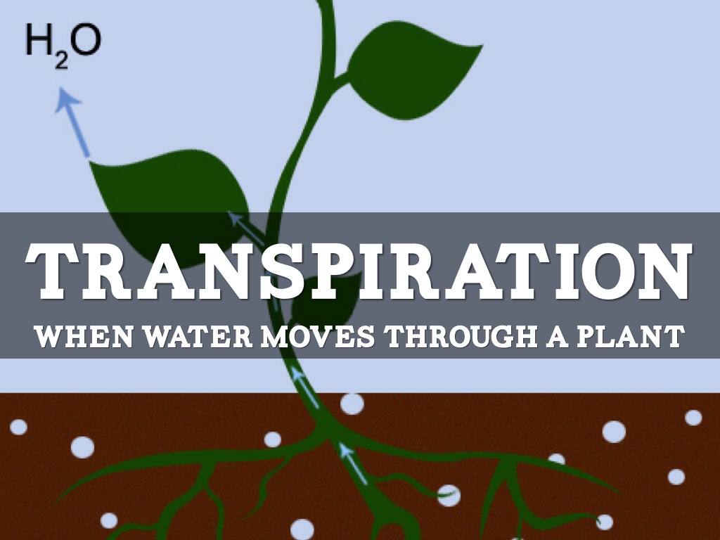 Water Cycle by Sowda Ahmed
